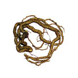 Rauvolfia - Indian Snakeroot - Sarpgandha - Serpentine Wood ...