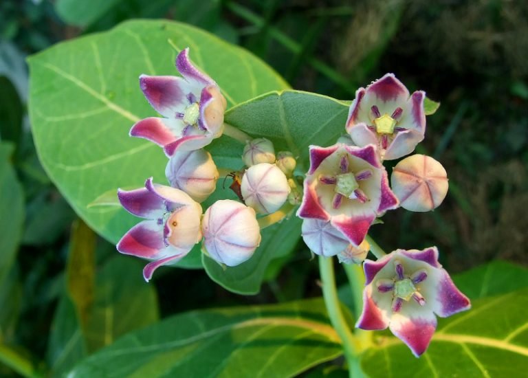 Aak - Calotropis Procera - Trust The Herb