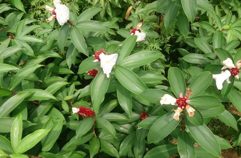 Marine Costus - Qust e Shireen – Saussurea Lappa Clarke - Trust The Herb