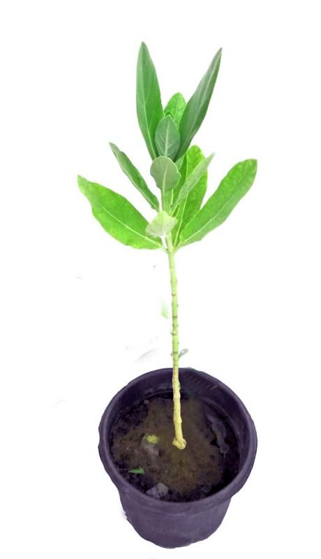 White Aak Plant | Calotropis Gigantea | White Madar | Aakda | Trustherb