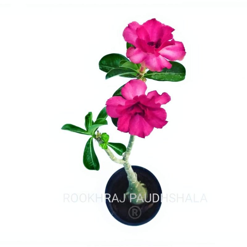 Naag Champa | Plumeria Live Plant | Trustherb