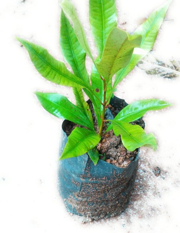 Clove Live Plant | Syzygium Aromaticum | Labongo | Laung | Trustherb