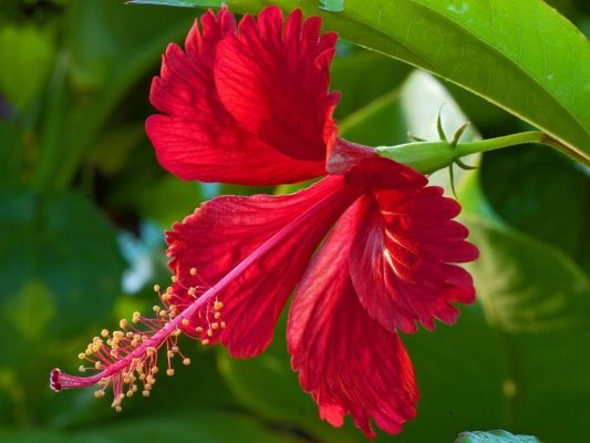 Hibiscus Plant | Rosa Sinensis | Gudhal Red Flower | Gurhal | Trustherb