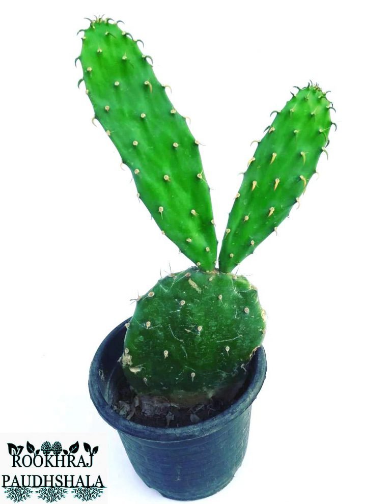 Nagfani Plant online | Nagphani Cactus | Trustherb