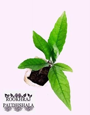 Rudraksh Plant | Rudraksha | Elaeocarpus Ganitrus