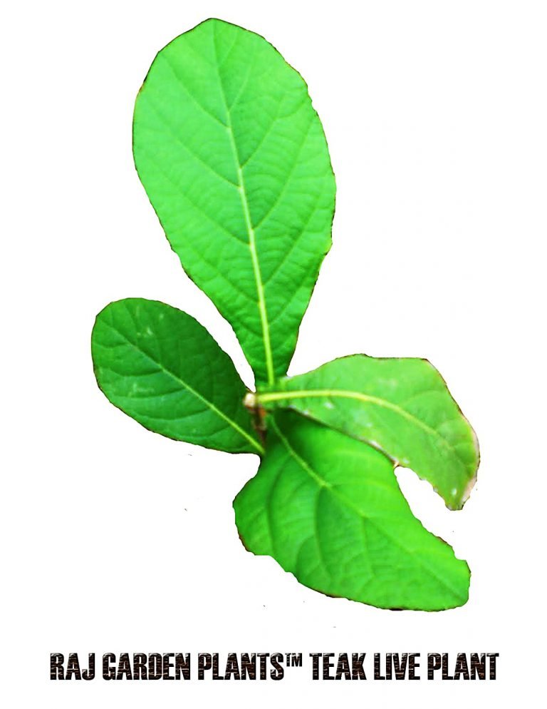 Sagwan Plant | Teak Live Plant | Sagwan Tree Live Plant | Trustherb
