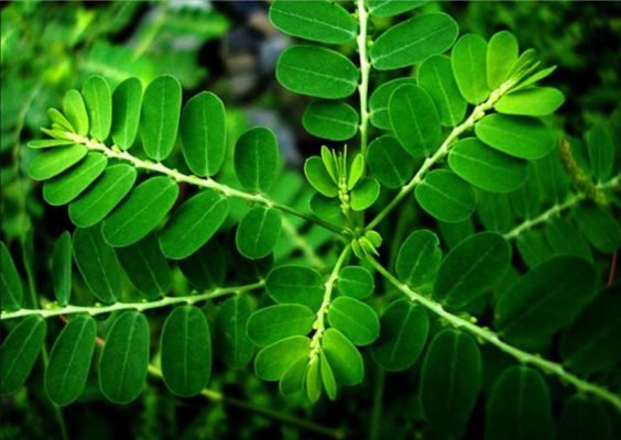 Bhumi Amla benefits - 5 incredible health benefits - Trust The Herb