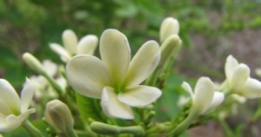 5 Health Benefits of Kutaj - Ayurvedic Kutuja Powder