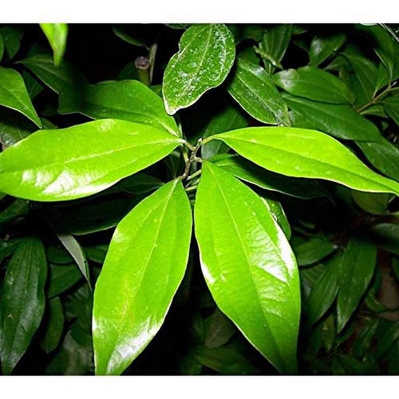 Chirmi Plant | Buy Ayurvedic Products Online | Trustherb