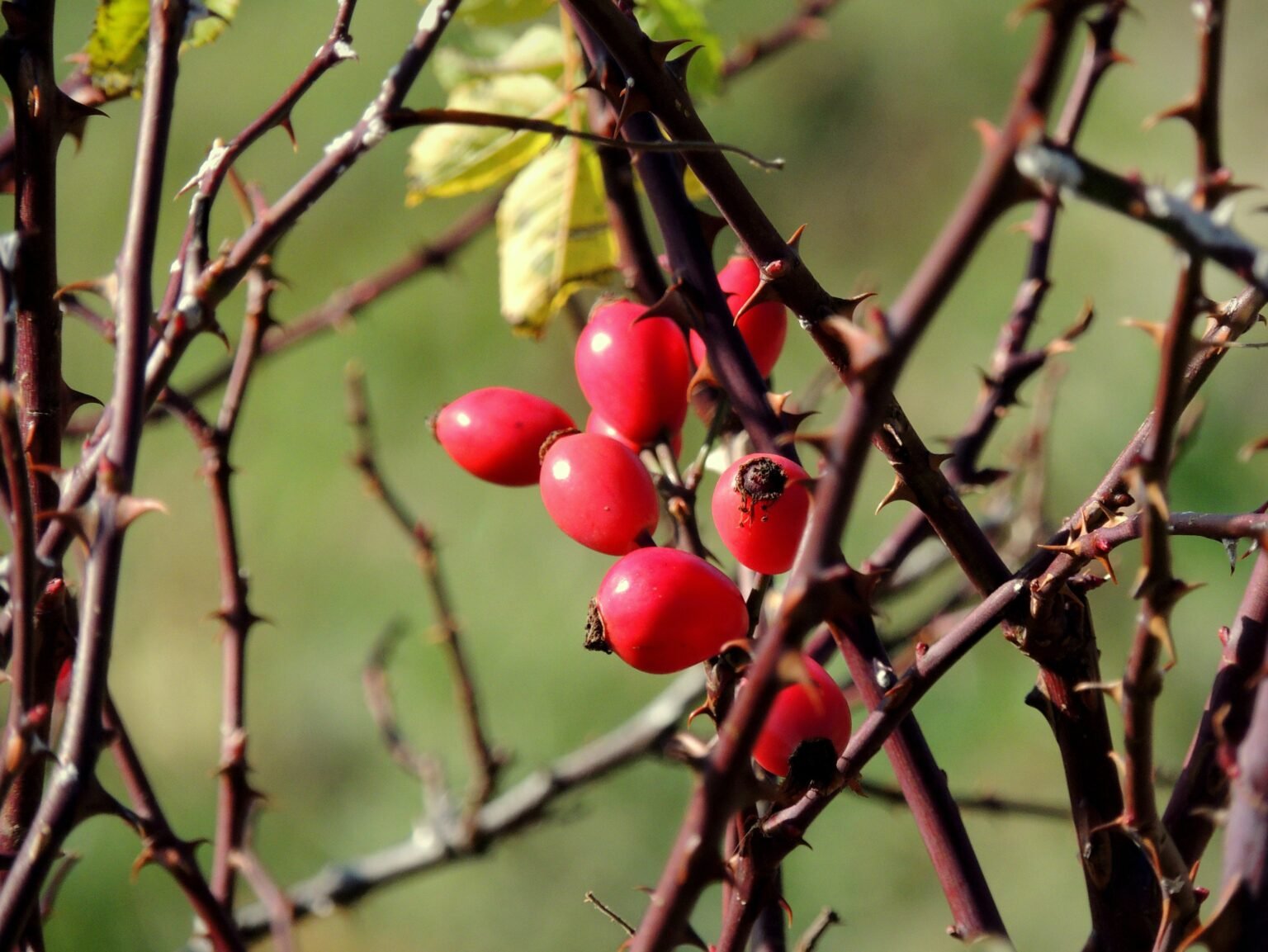 Health Benefits of Rosehip | Rosa canina - Trustherb