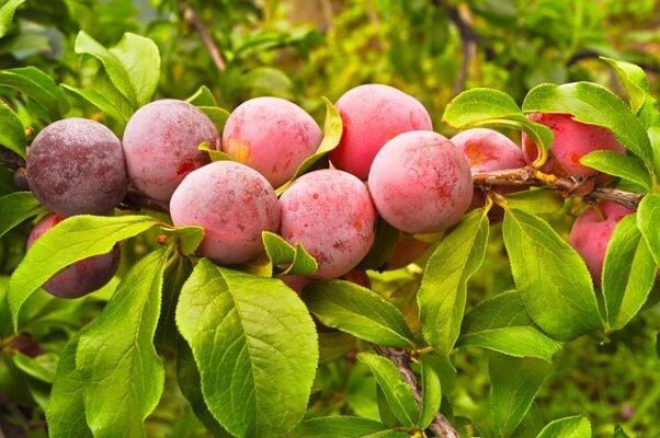Health Benefits of Aloo Bukhara | Plum Fruit Benefits - Trustherb