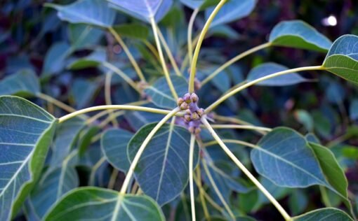 Peepal Leaves Benefits | Uses of Peepal Leaves - Trustherb