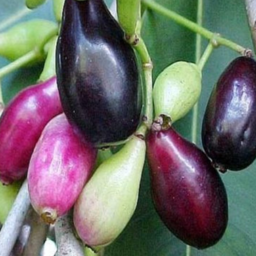 Health Benefits of Jamun Fruit | Black Plum Benefits - Trustherb
